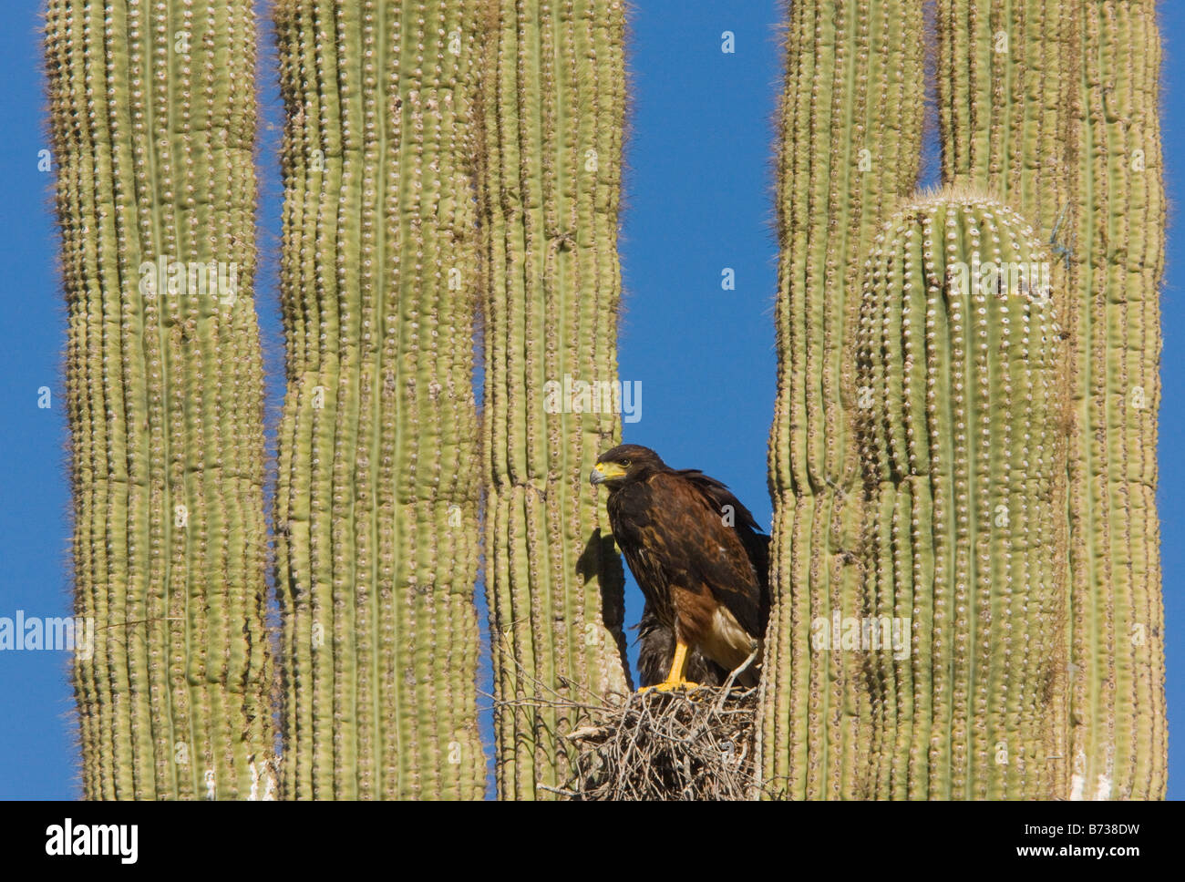 Harris hawk nest hi-res stock photography and images - Alamy
