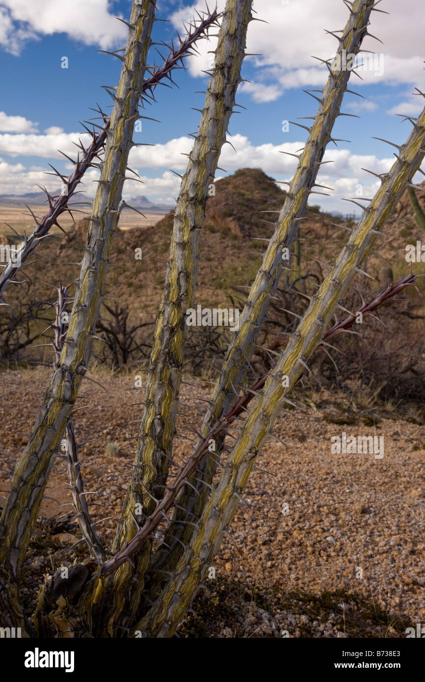 Fouquieria splendens hi-res stock photography and images - Alamy