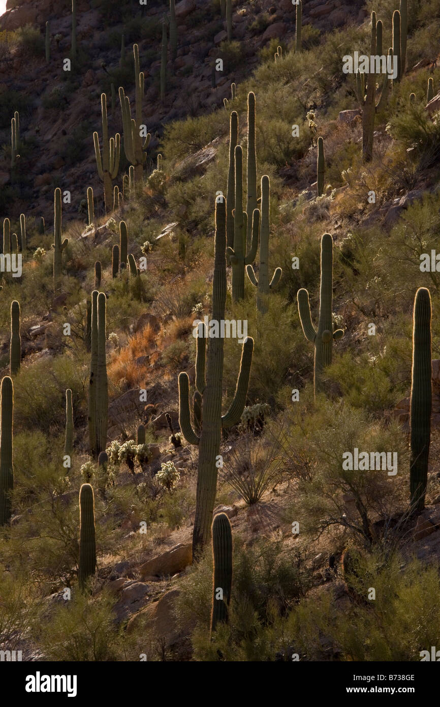 Giant Cactus or Saguaro Carnegiea gigantea in the Saguaro National Park ...