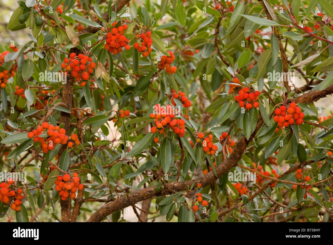 Arizona Madrone or Strawberry tree Arbutus arizonicus in fruit Madera ...