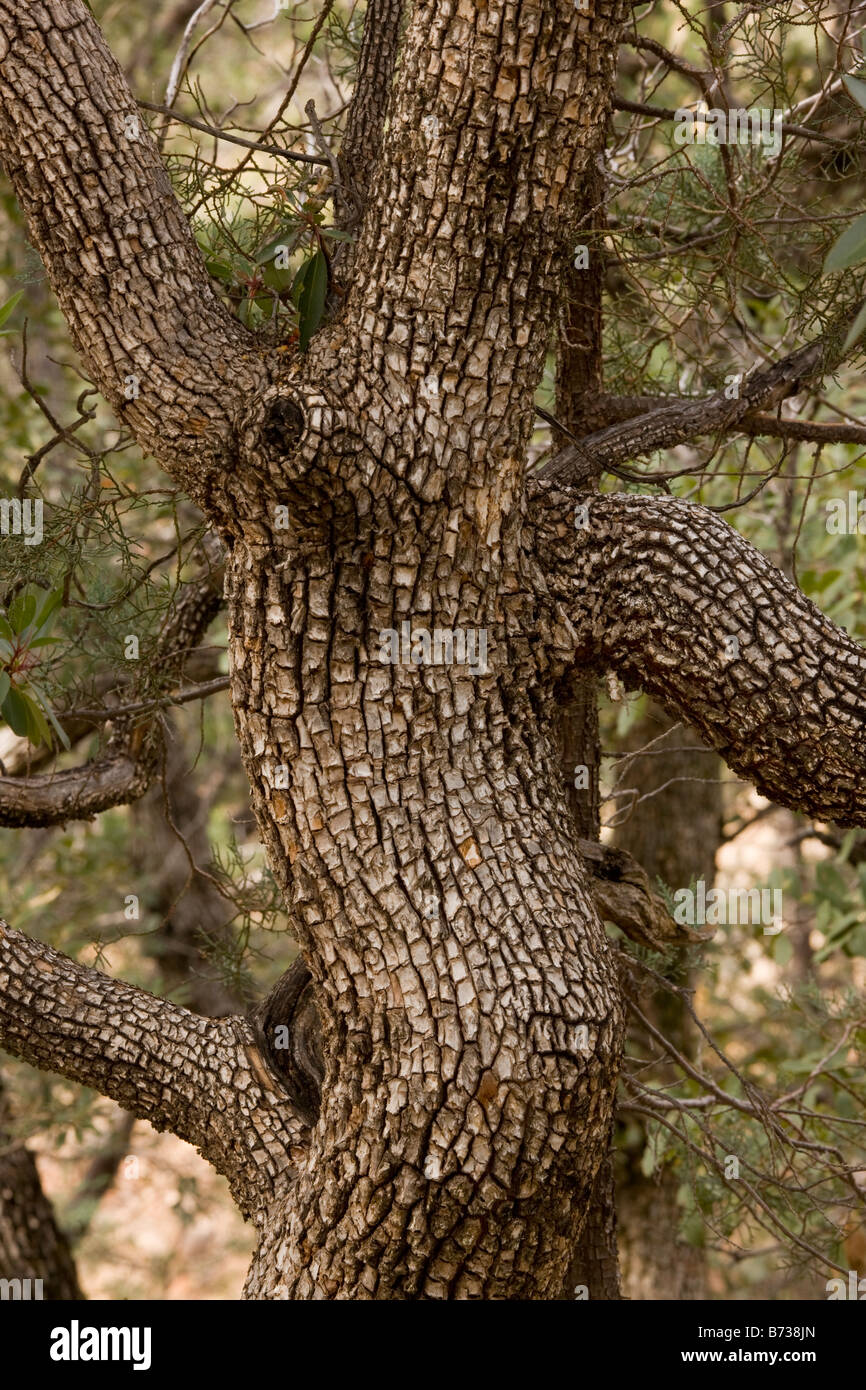 Trunk of Alligator Juniper Juniperus deppeana Madera canyon Arizona ...