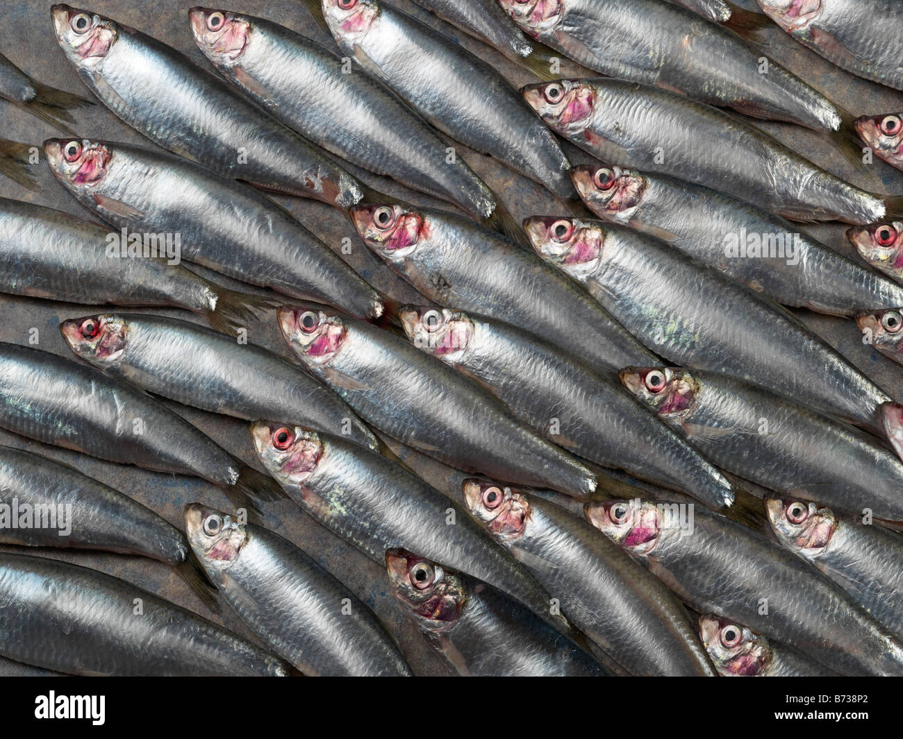 Sprats water hi-res stock photography and images - Alamy
