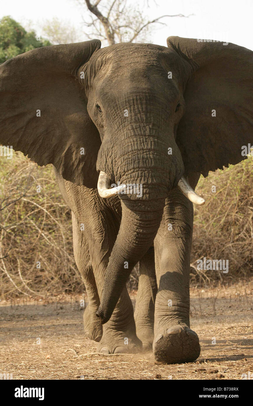 Elephant Charging Side