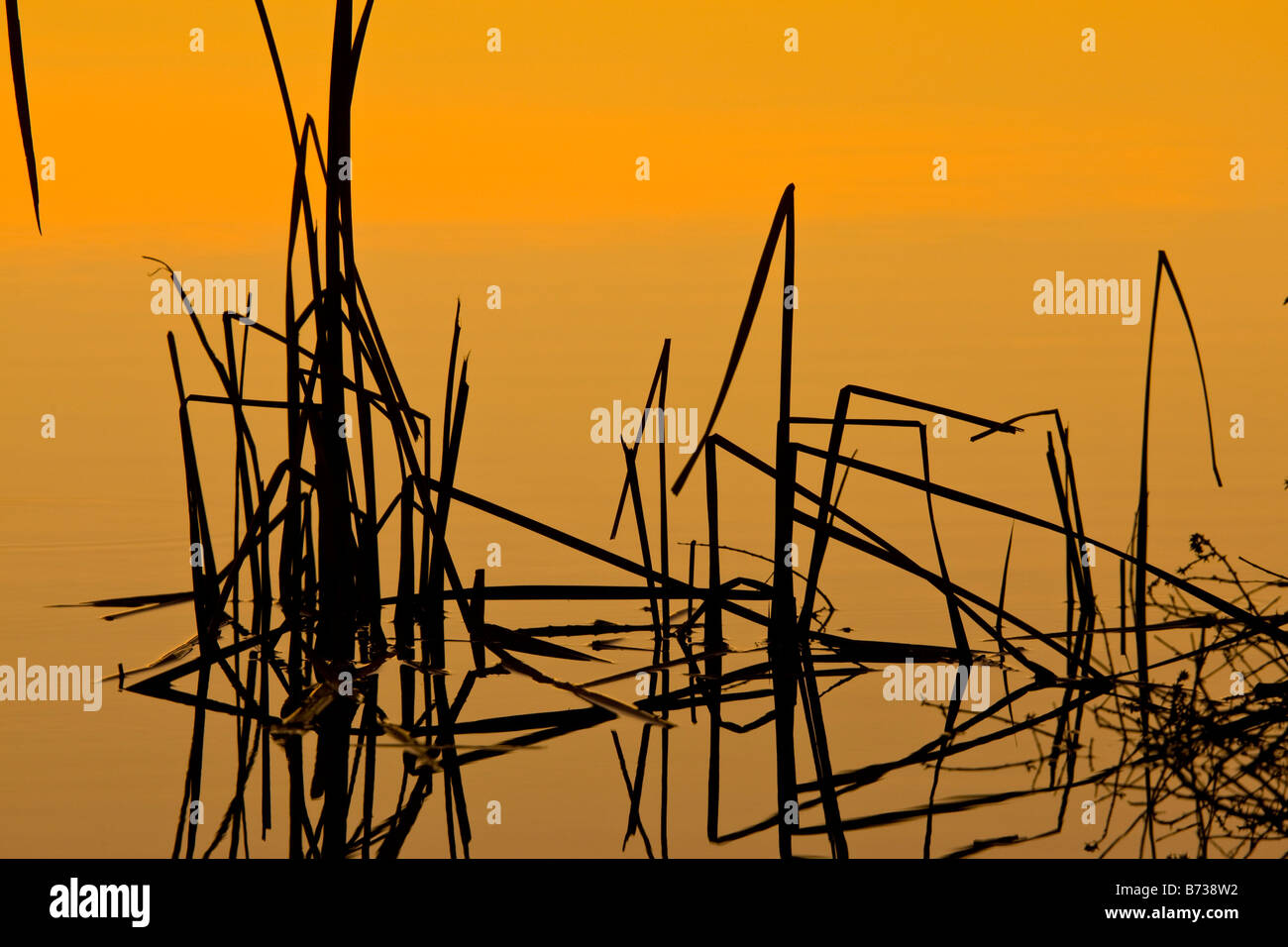 Patterns of reeds in lake at sunset Arizona Stock Photo - Alamy