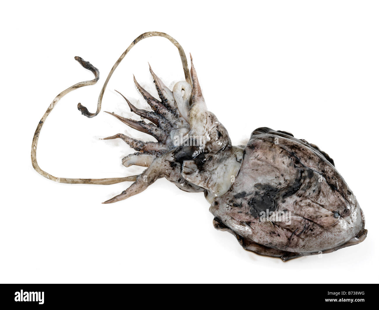 Sprats fish Cut Out Stock Images & Pictures - Alamy