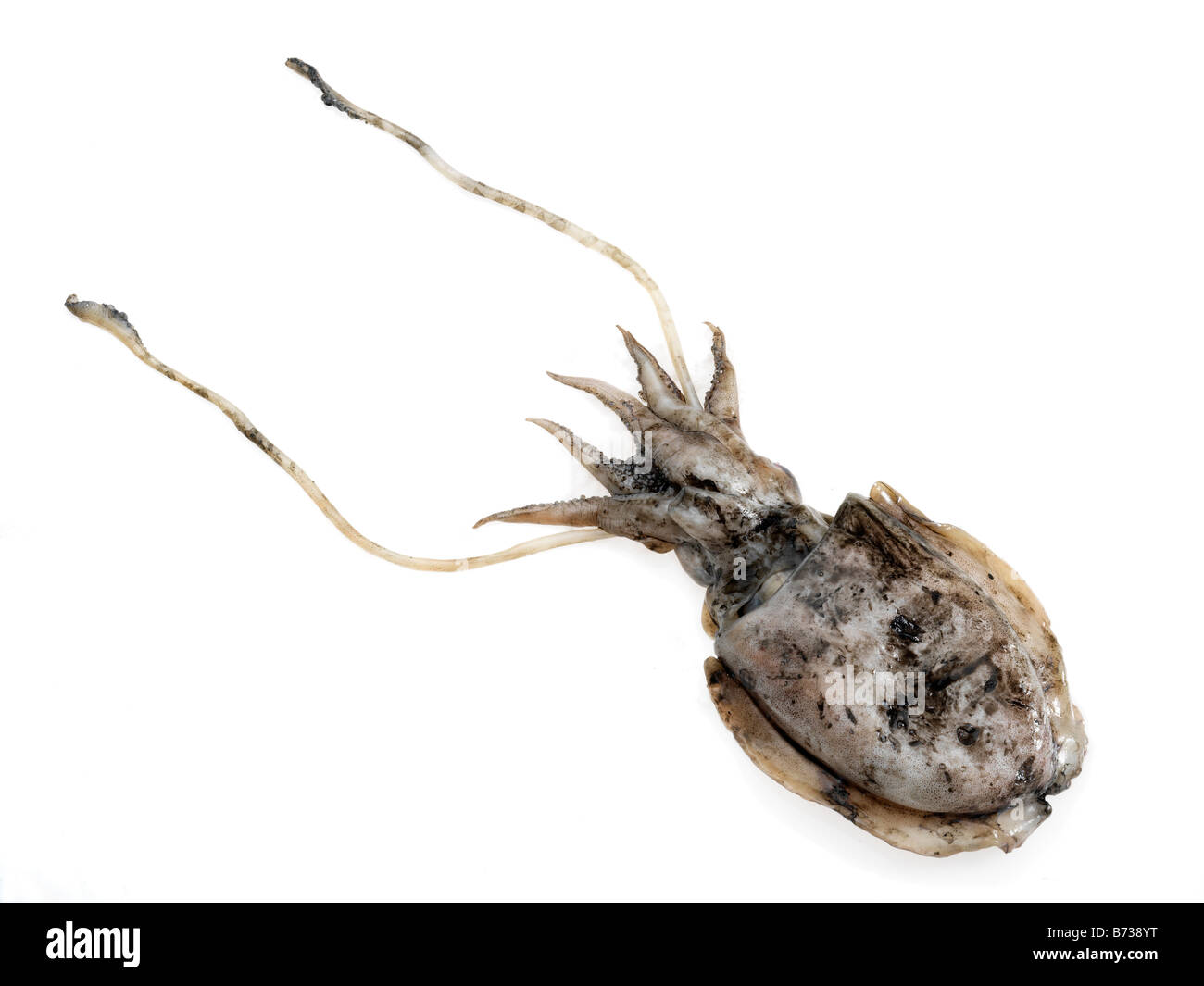 Sprat fish hi-res stock photography and images - Alamy