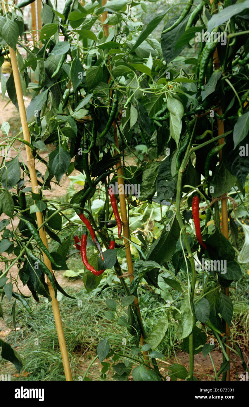 Capiscum red chillis Stock Photo - Alamy