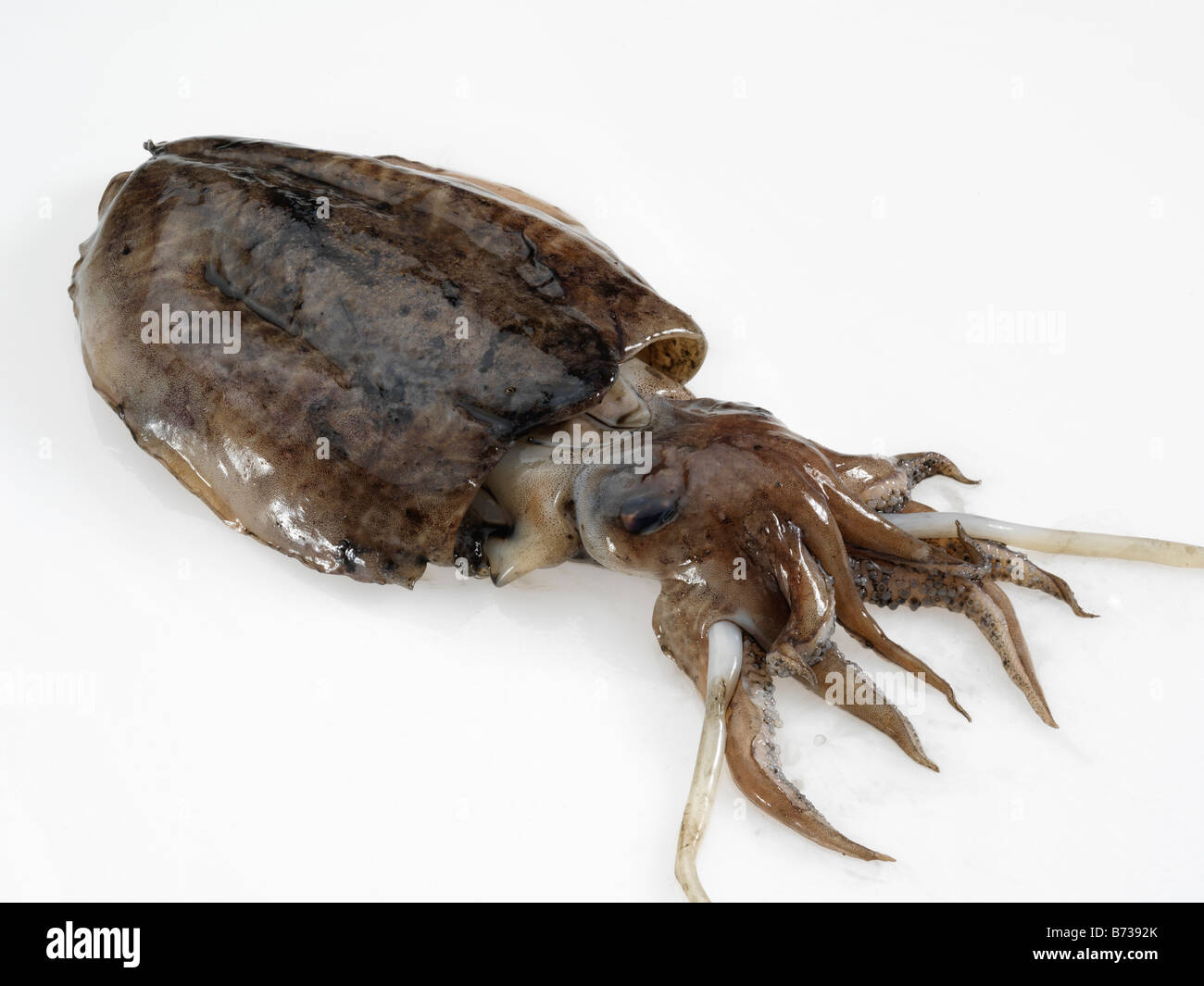 Cuttlefish on a white ice background Stock Photo - Alamy