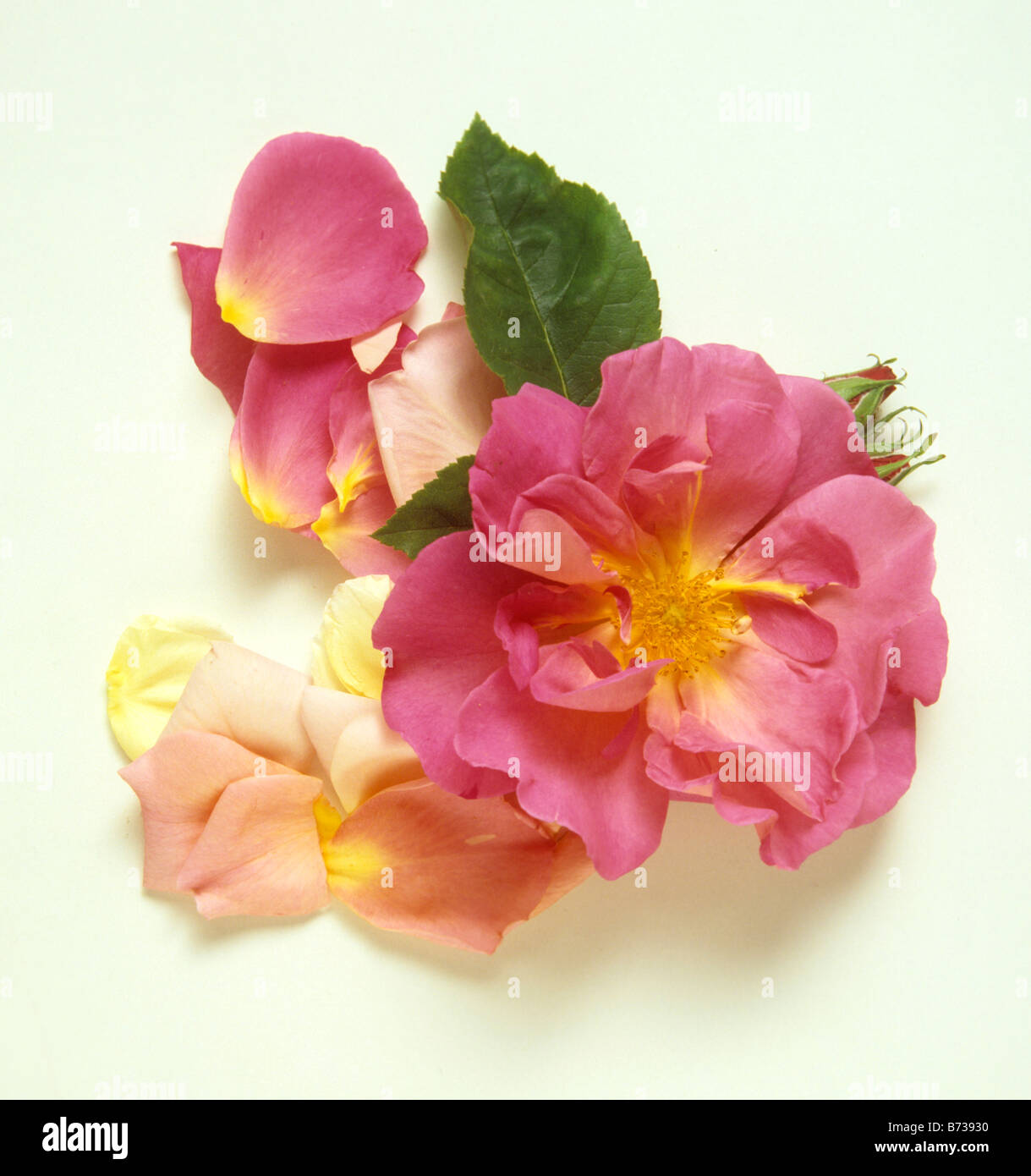Crushed rose petals hi-res stock photography and images - Alamy