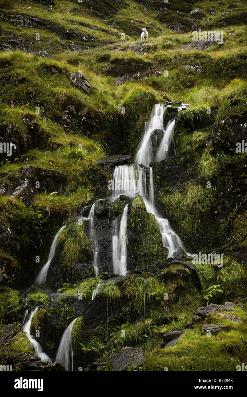 A sheep standing on a mountain hillside waterfall in the Ballaghbeama ...