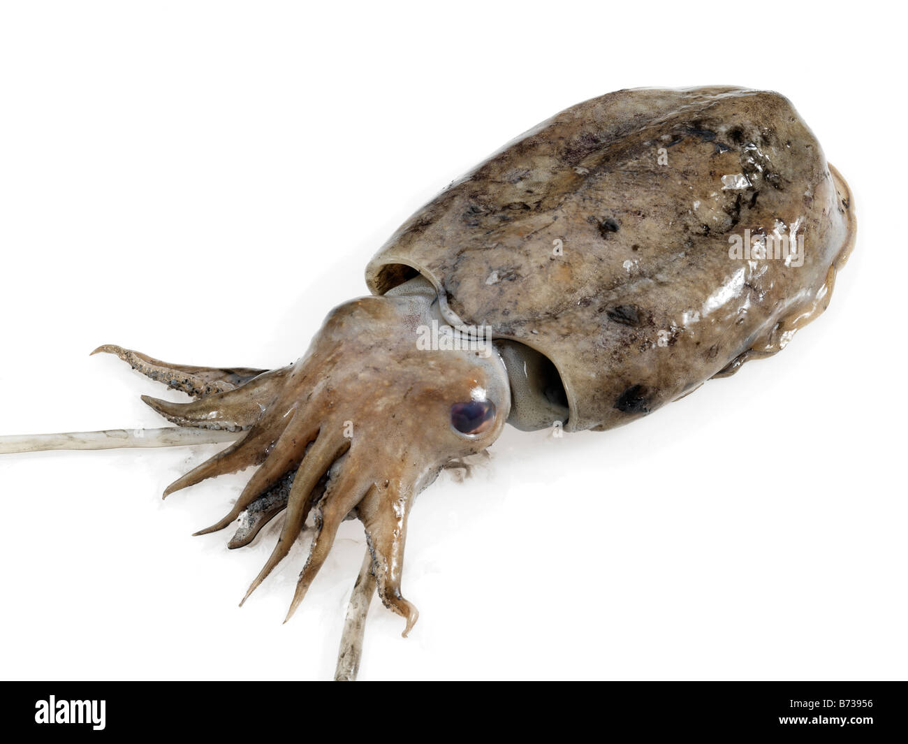 Sprats fish Cut Out Stock Images & Pictures - Alamy