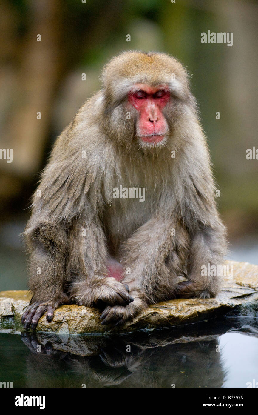 A Japanese Macaque monkey by a hot spring in the Jigokudani Monkey Park ...