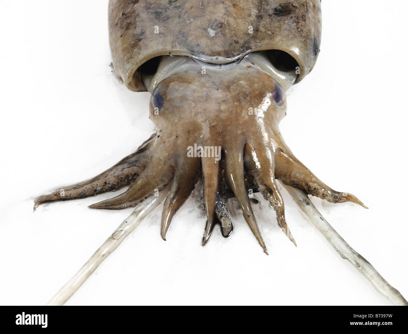 Sprat fish hi-res stock photography and images - Alamy