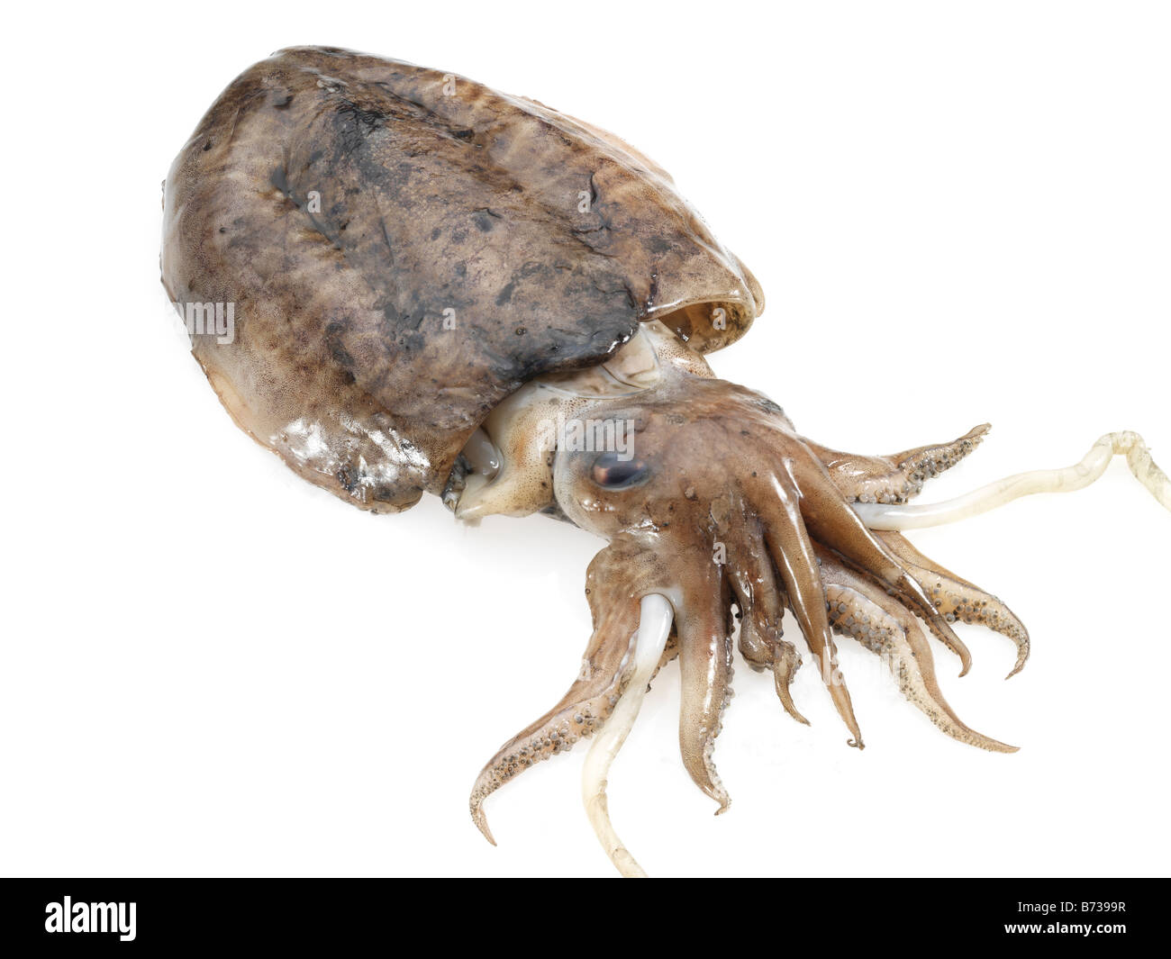 Cuttle fish hi-res stock photography and images - Alamy