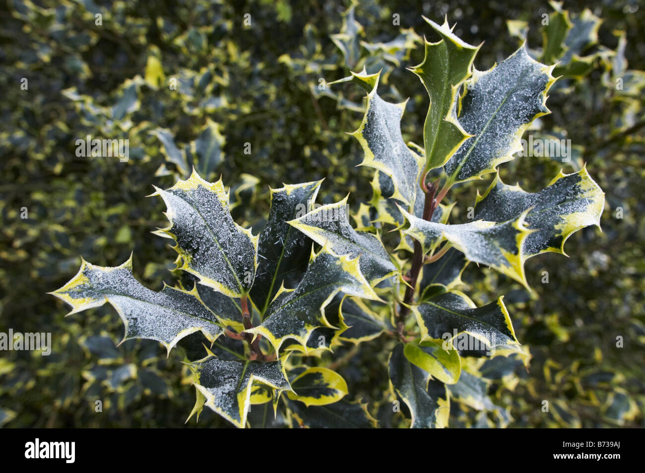 Plant holly hi-res stock photography and images - Alamy