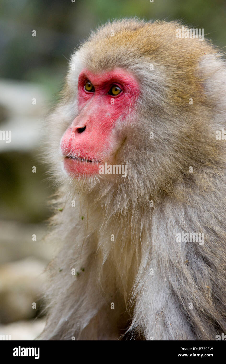 A Japanese Macaque monkey by a hot spring in the Jigokudani Monkey Park ...