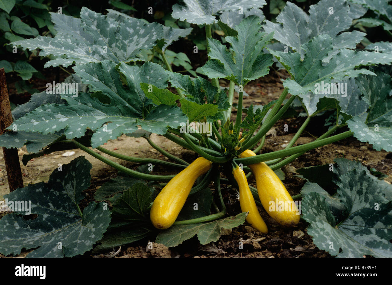 Yellow Courgette Burpee Golden Stock Photo - Alamy