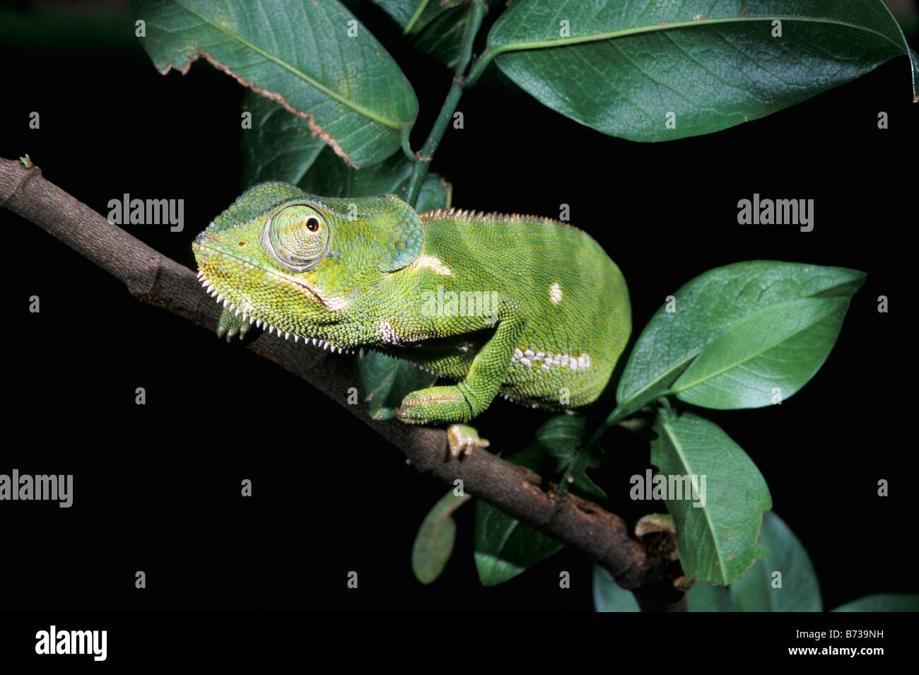 Flap necked Chameleon, Kenya Stock Photo - Alamy