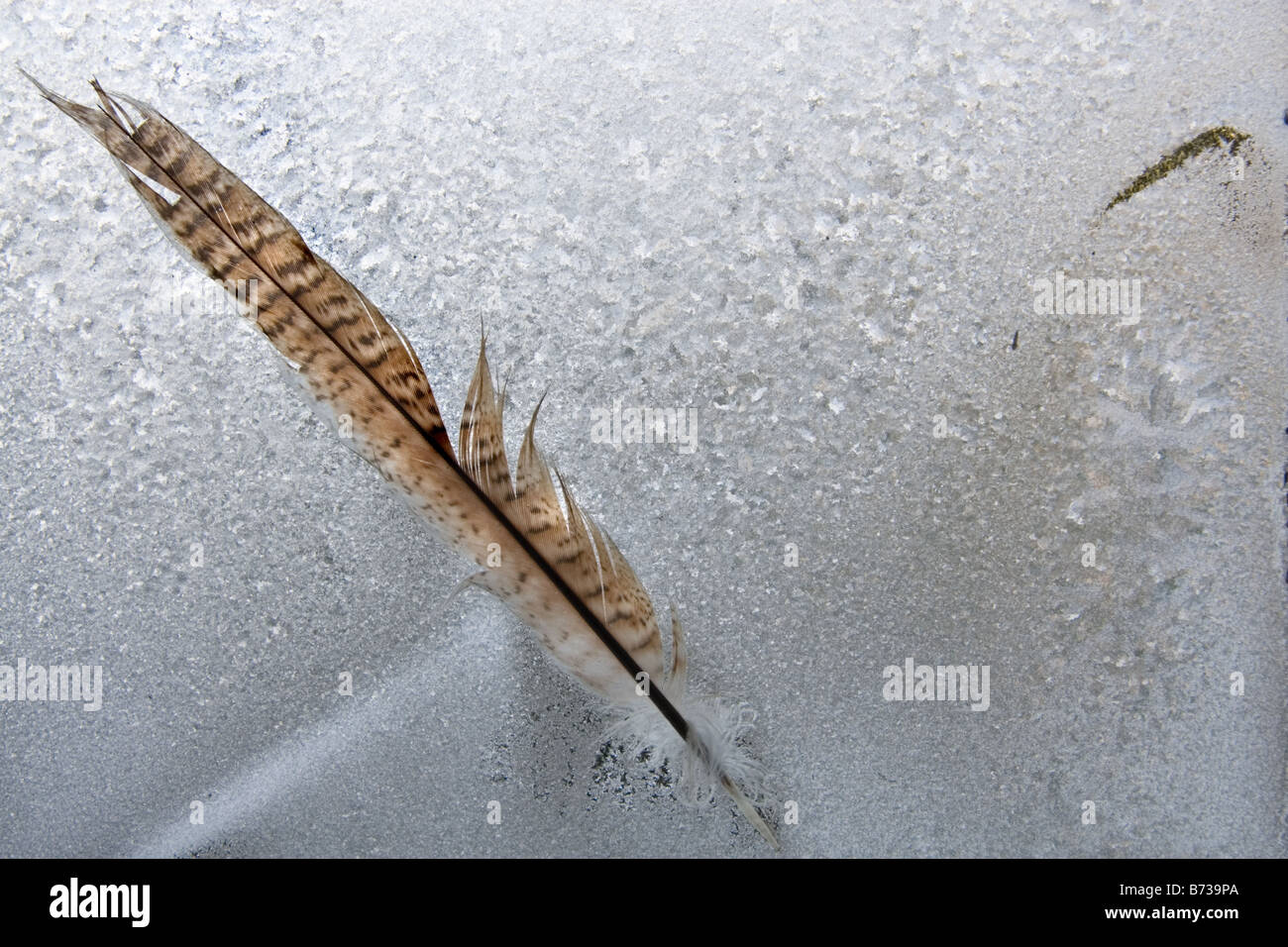 A pheasant feather on a frosted glass window Stock Photo - Alamy