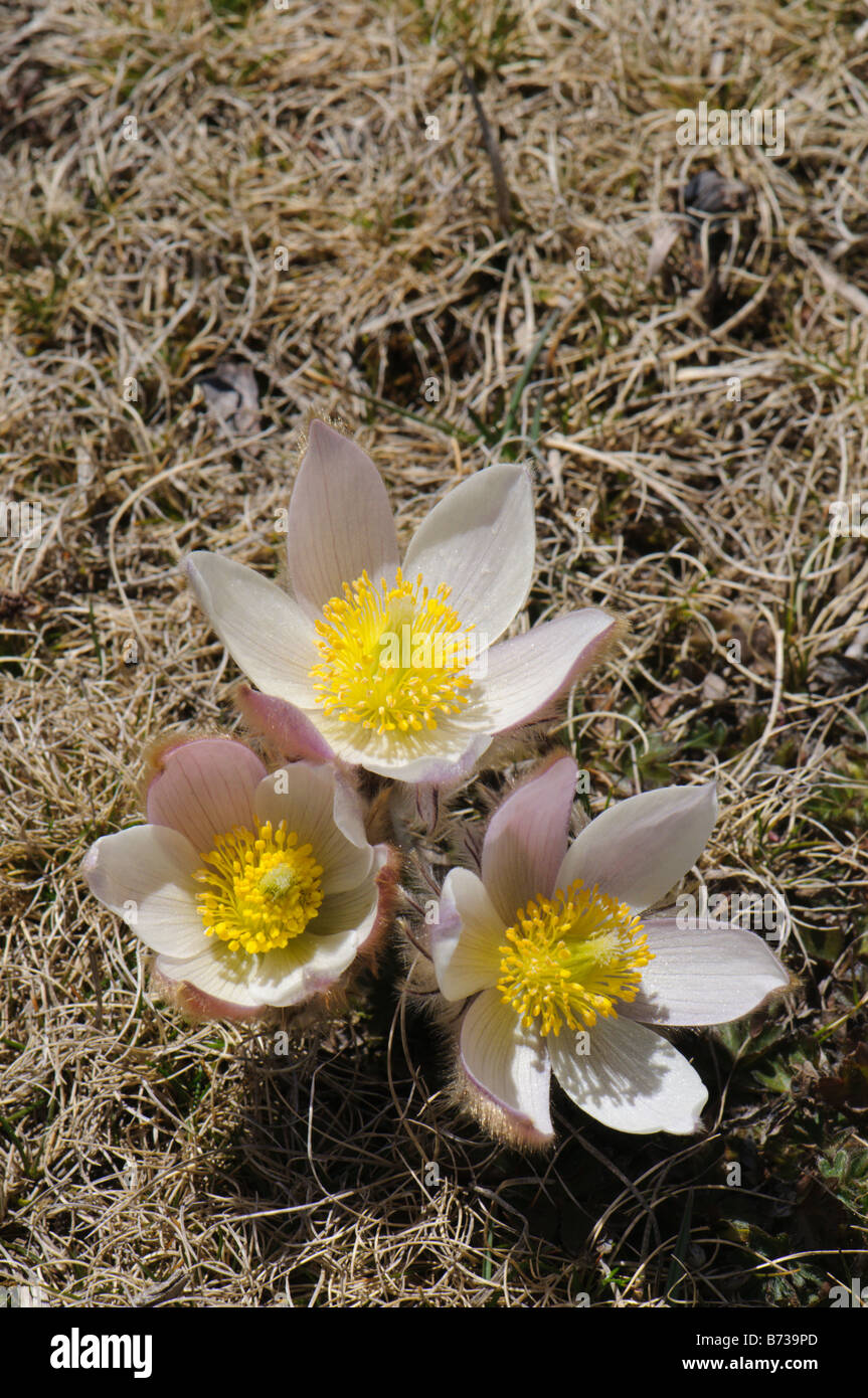 Alpine wildflower in the Pyrenees, Spain Stock Photo - Alamy