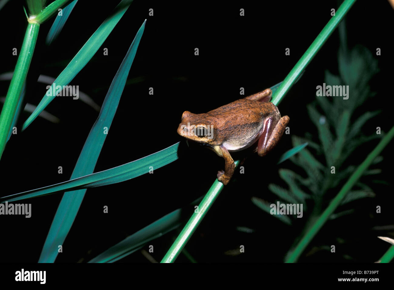 Tree Frog, Kenya Stock Photo - Alamy