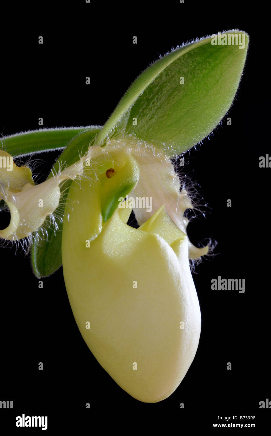 paphiopedilum pinocchio yellow flower continuous flowering against a ...