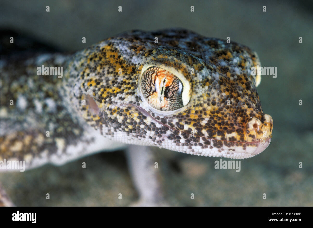 Stenodactylus sp. Gecko, Bahrain, Arabian Gulf Stock Photo - Alamy