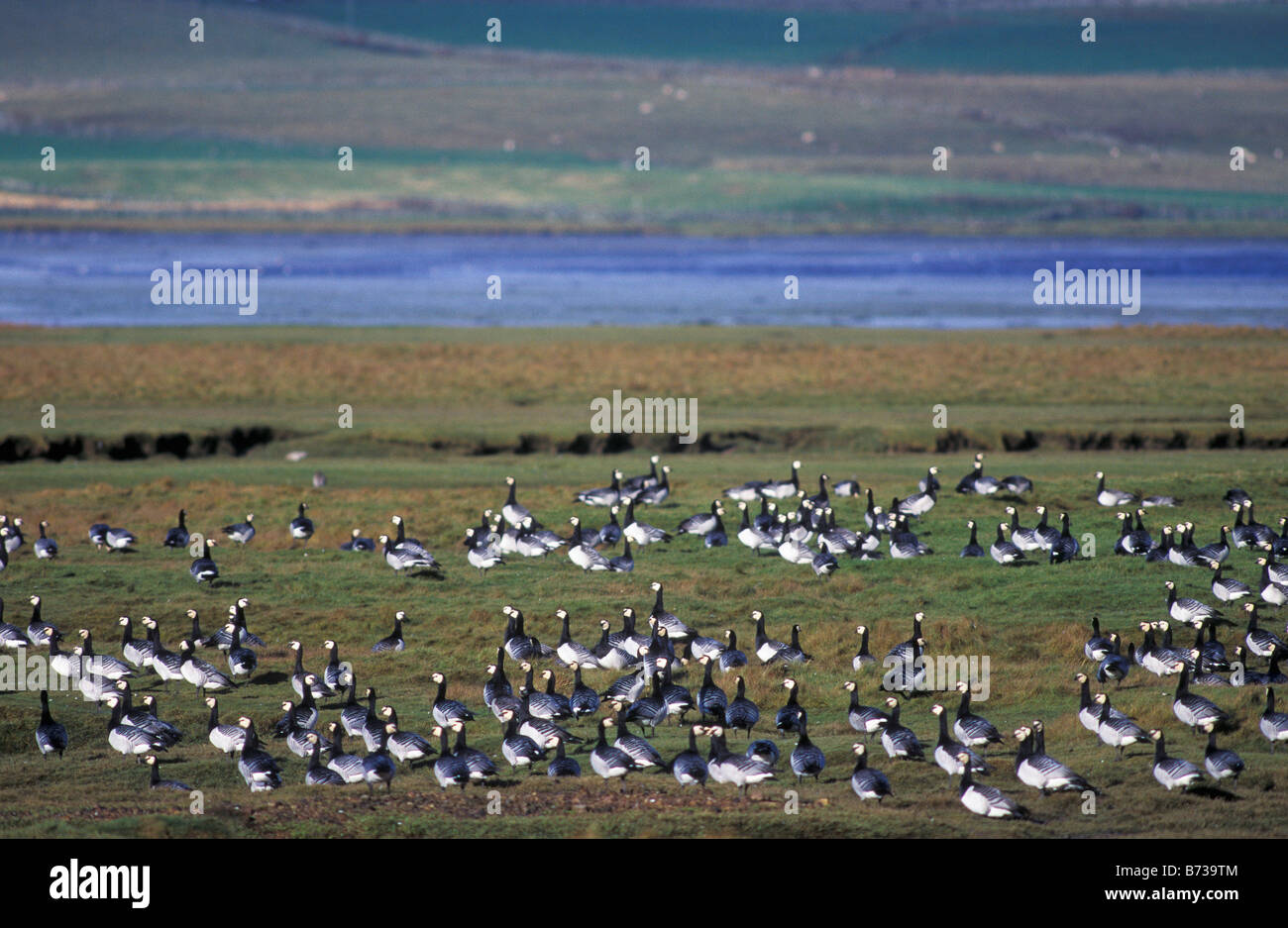 Flock of Barnacle Geese, Islay, Scotland, UK Stock Photo - Alamy