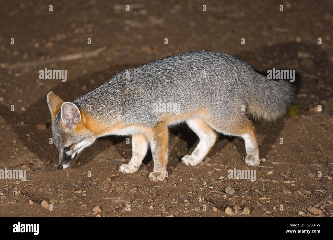 Urocyon cinereoargenteus desert hi-res stock photography and images - Alamy