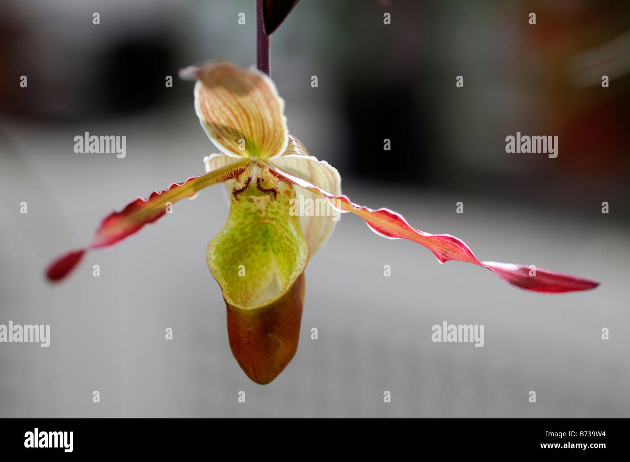 Phrag hi-res stock photography and images - Alamy