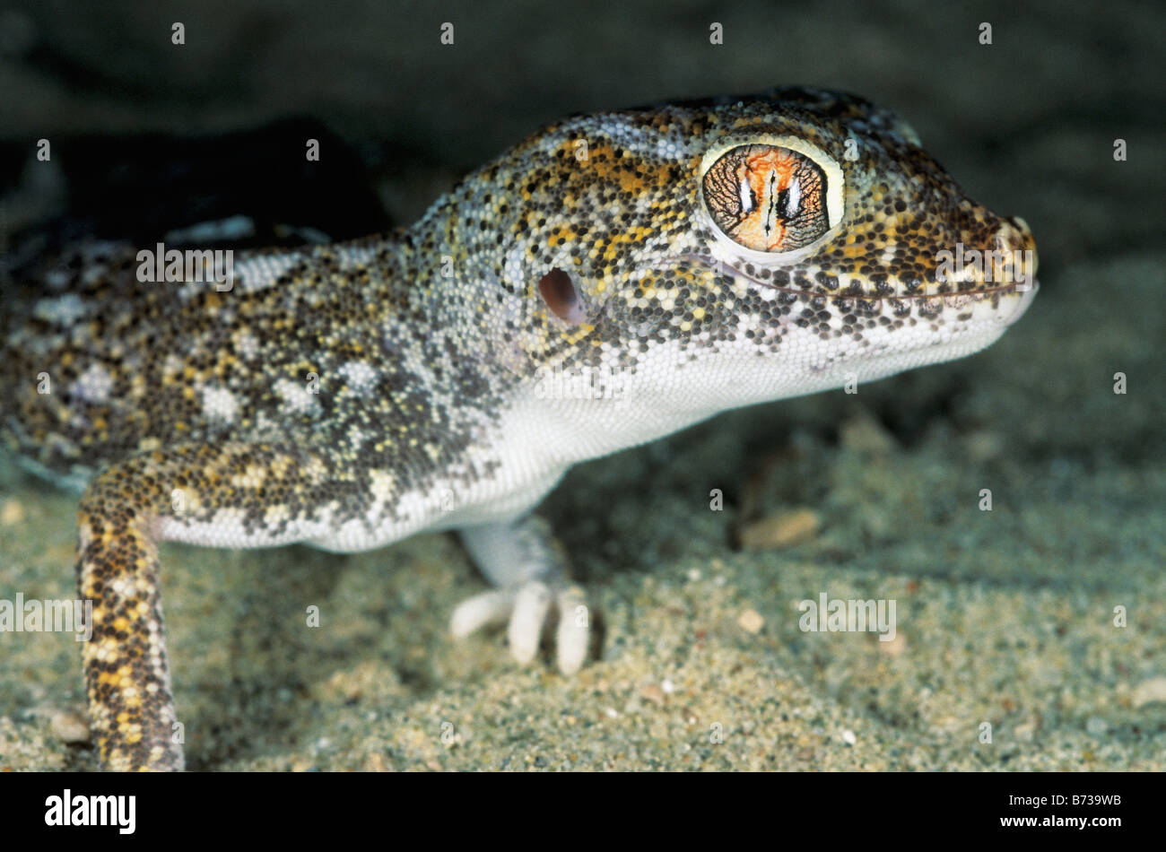 Colorful geckos lizards reptiles hi-res stock photography and images ...