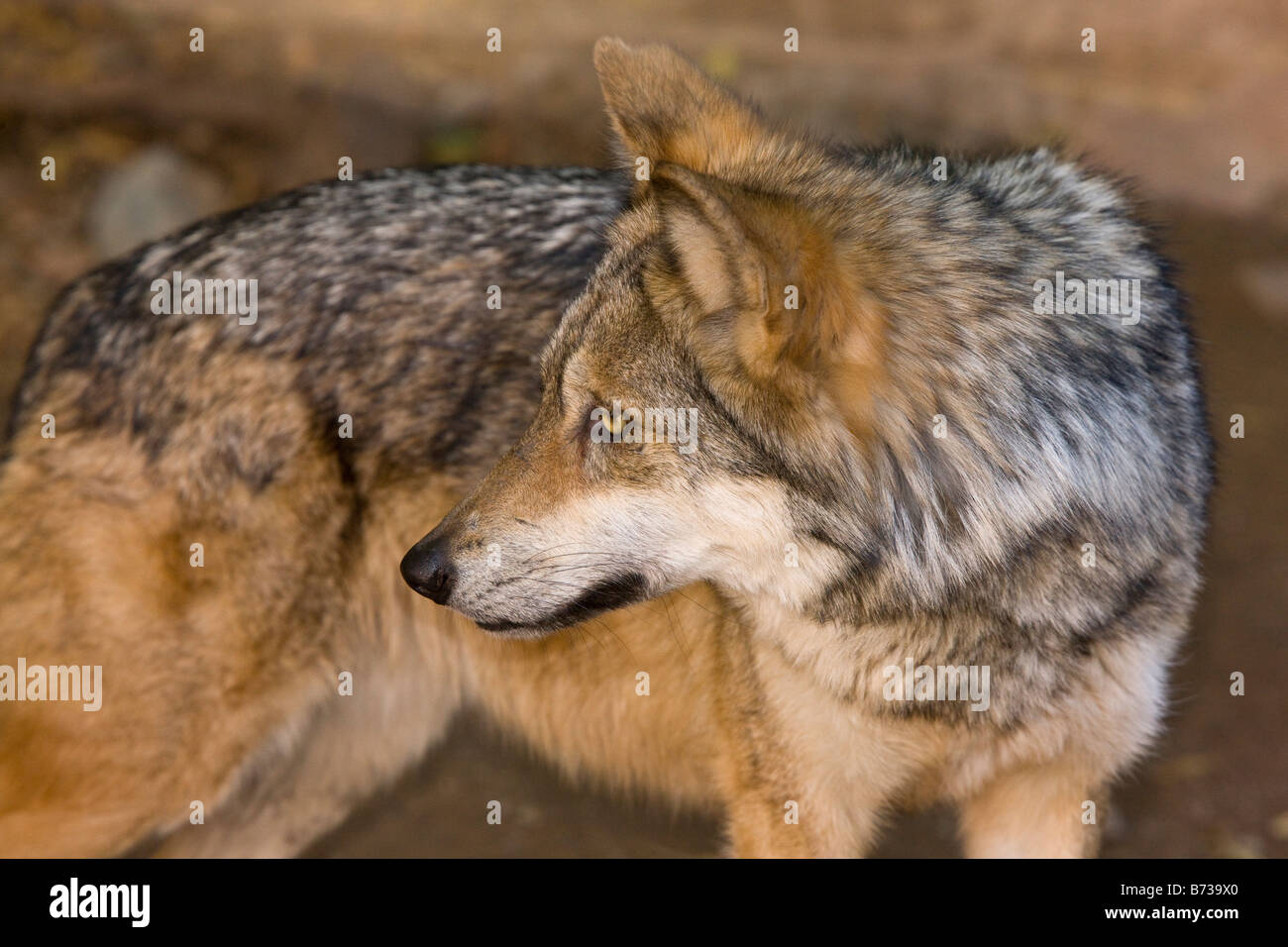 Mexican gray wolf hi-res stock photography and images - Alamy