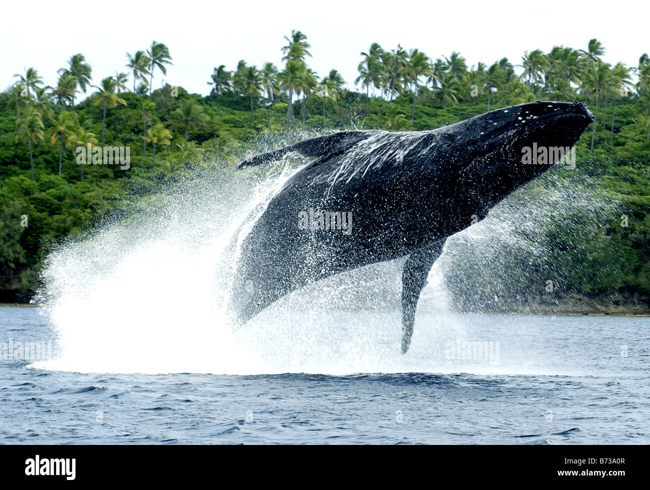 Humpback Whale Breach Stock Photo - Alamy