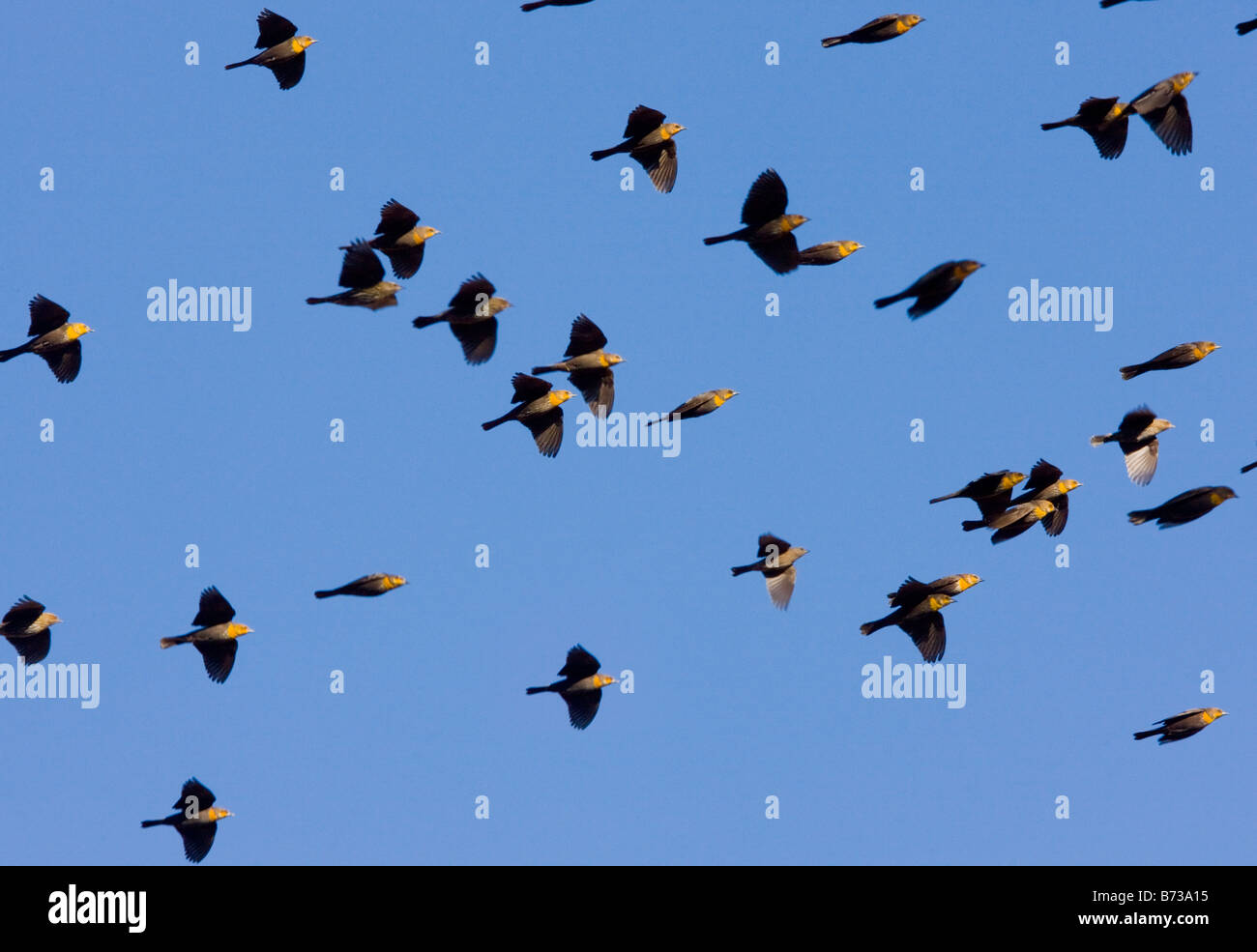 Blackbirds In Flight