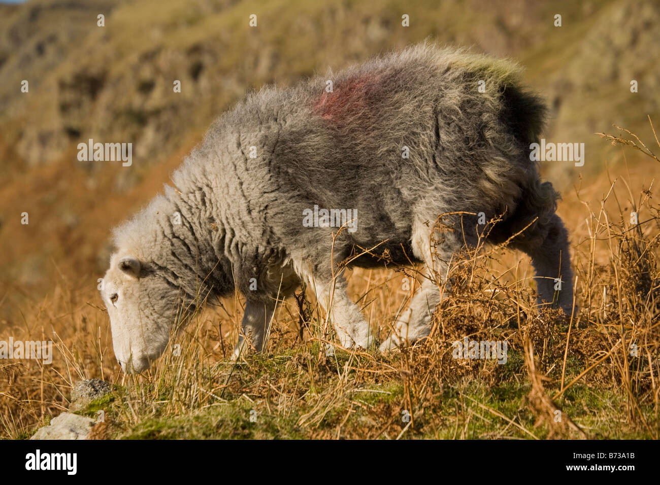 Heft of sheep hi-res stock photography and images - Alamy