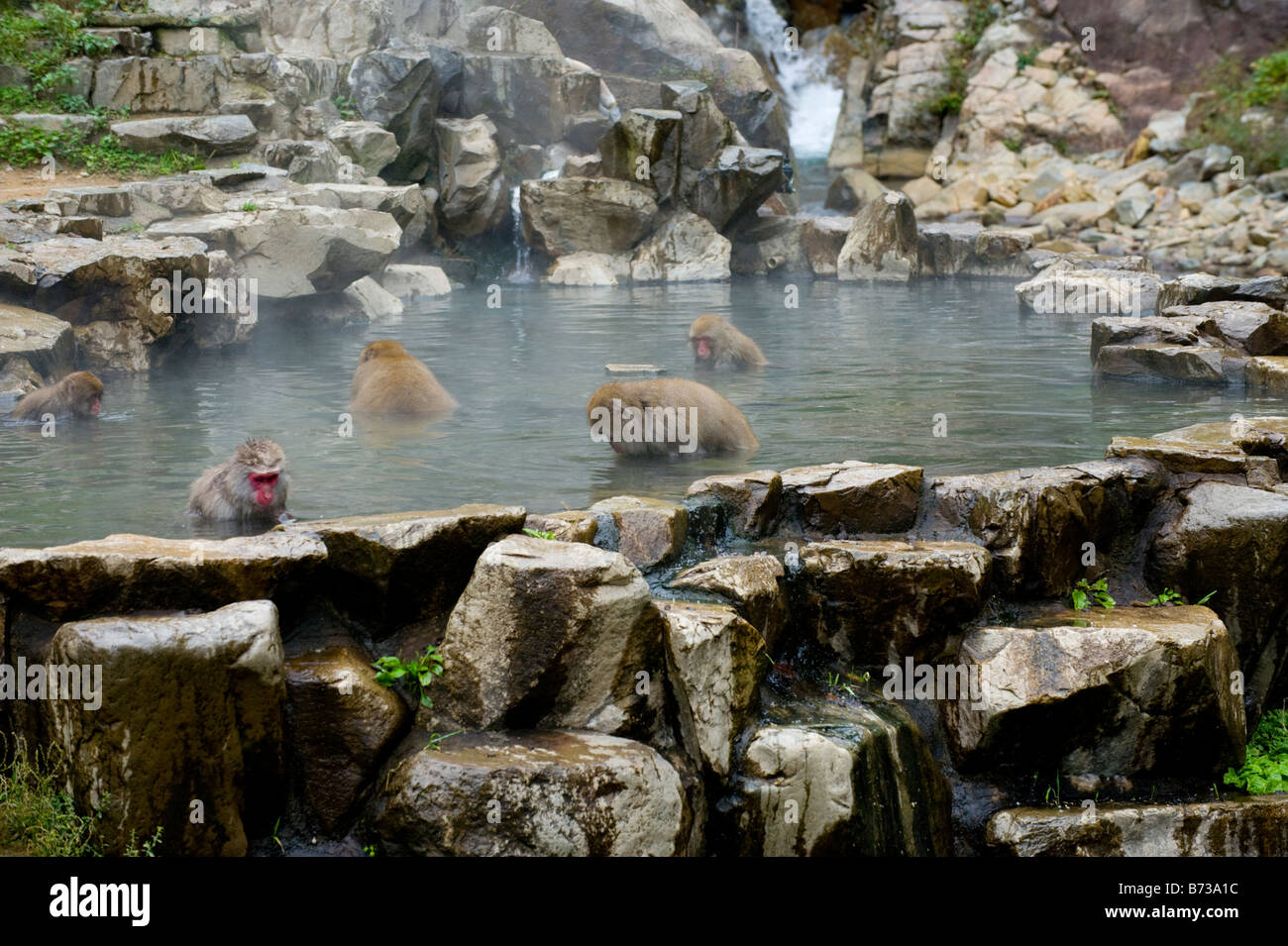 Japanese Macaque monkeys by a hot spring in the Jigokudani Monkey Park ...