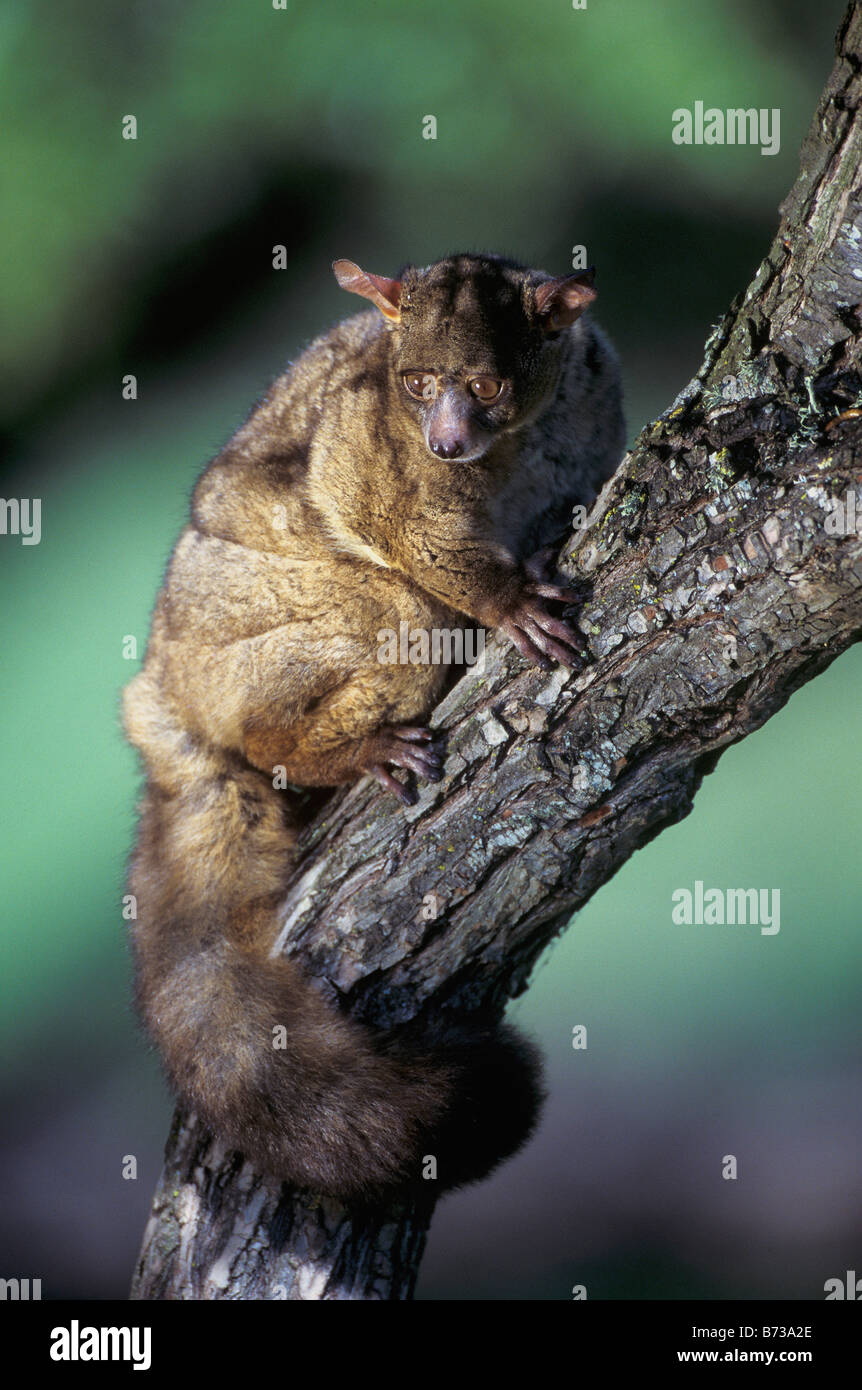 Bush Baby on Branch (captive Stock Photo - Alamy