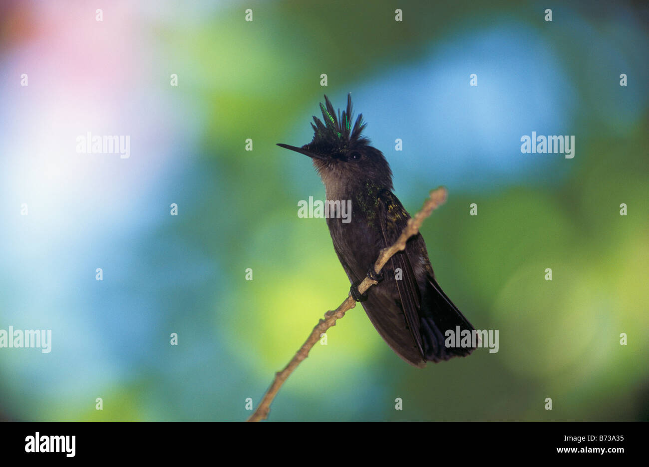 Antillean crested hummingbird Bird, Antigua, West Indies Stock Photo ...