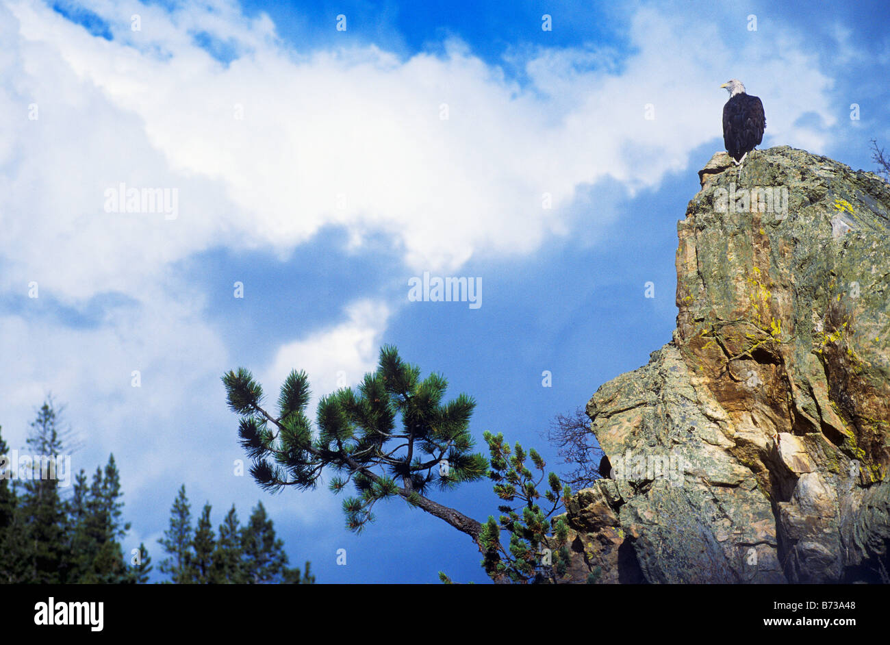Bald Eagle on a clifftop, USA Stock Photo - Alamy