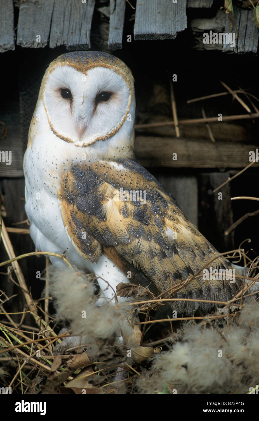 Barn Owl in Roof of an old barn, USA Stock Photo - Alamy