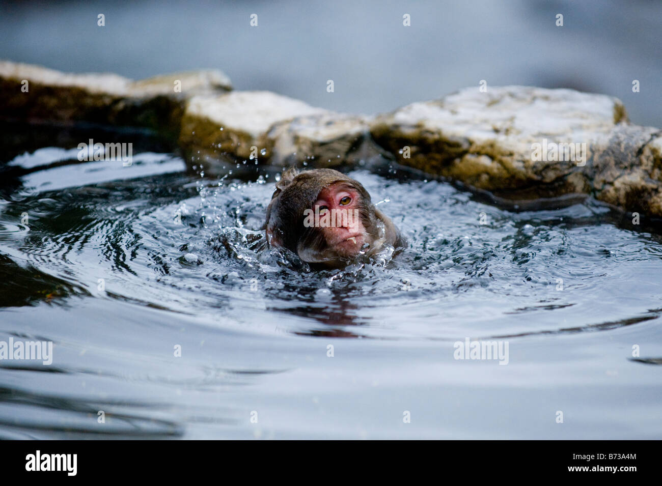 A Japanese Macaque monkey bathing a hot spring in the Jigokudani Monkey ...