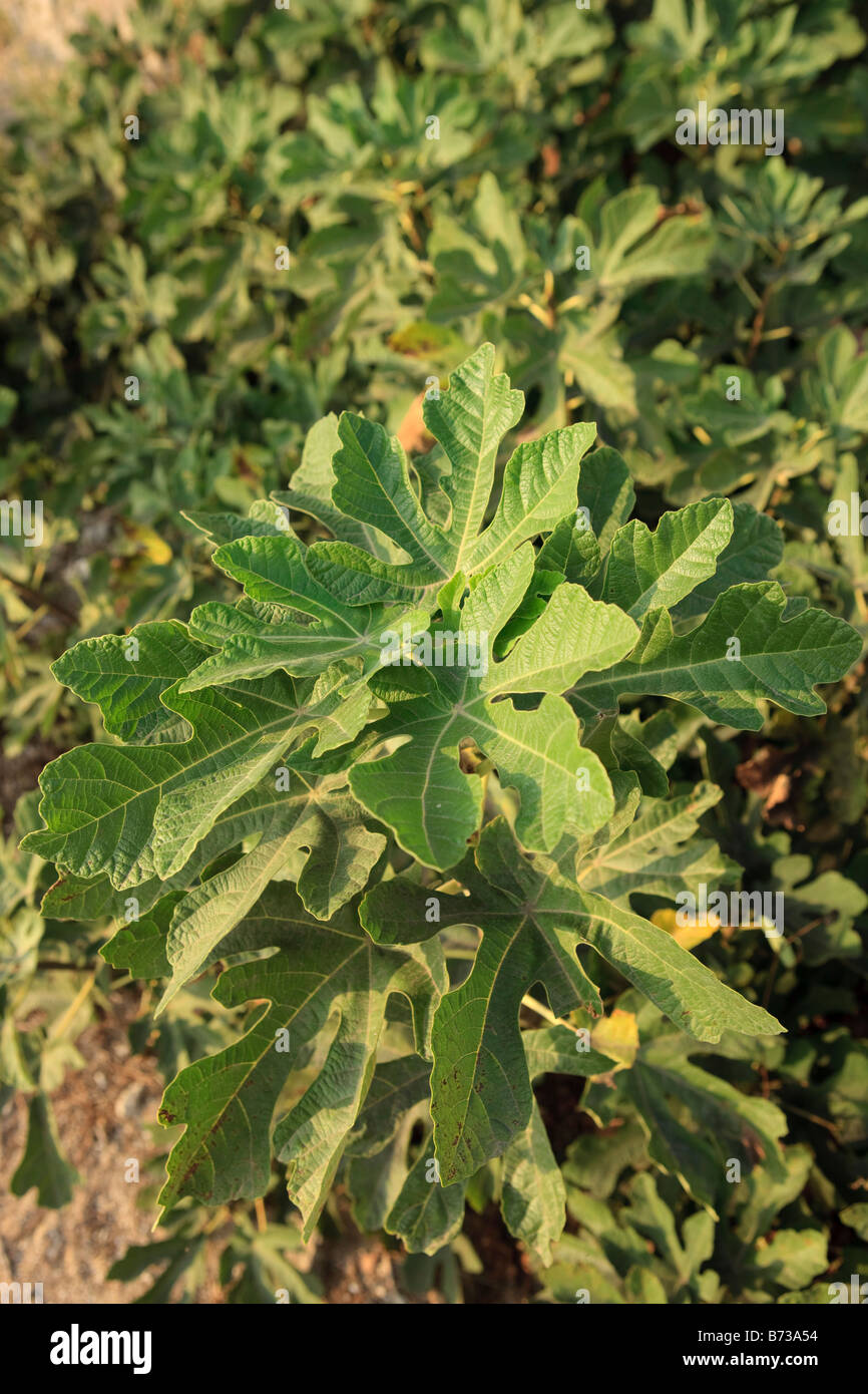 Fig plant hi-res stock photography and images - Alamy