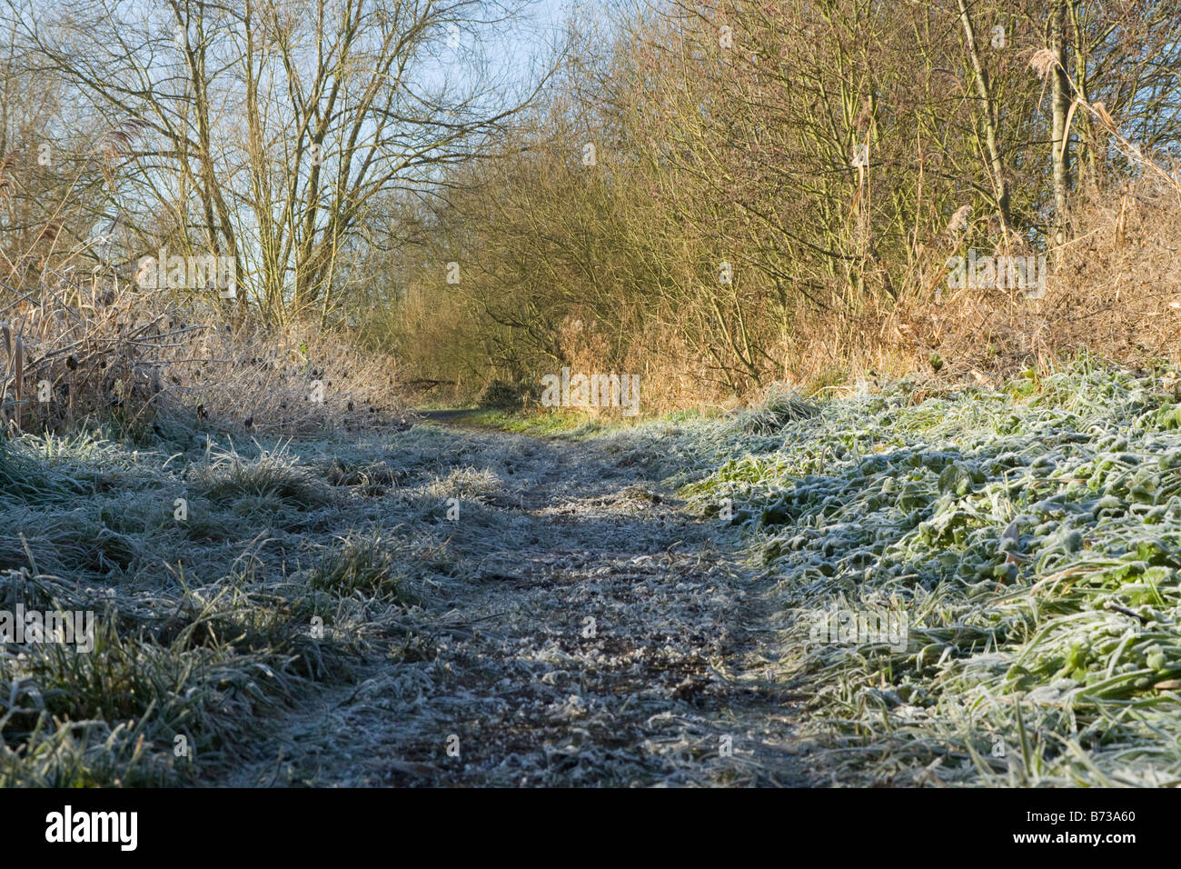 frosty country path Stock Photo - Alamy