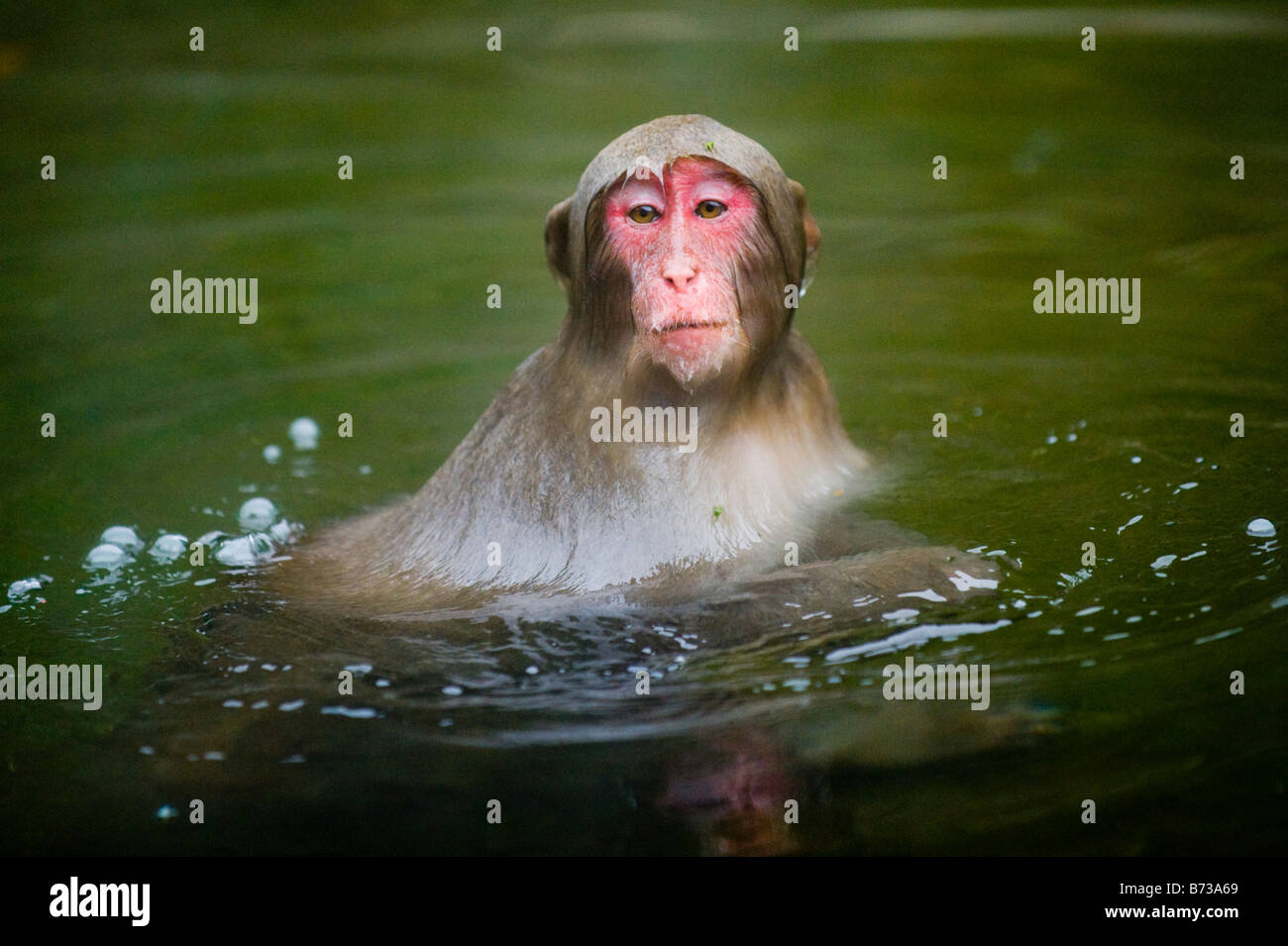 A Japanese Macaque monkey bathing a hot spring in the Jigokudani Monkey ...