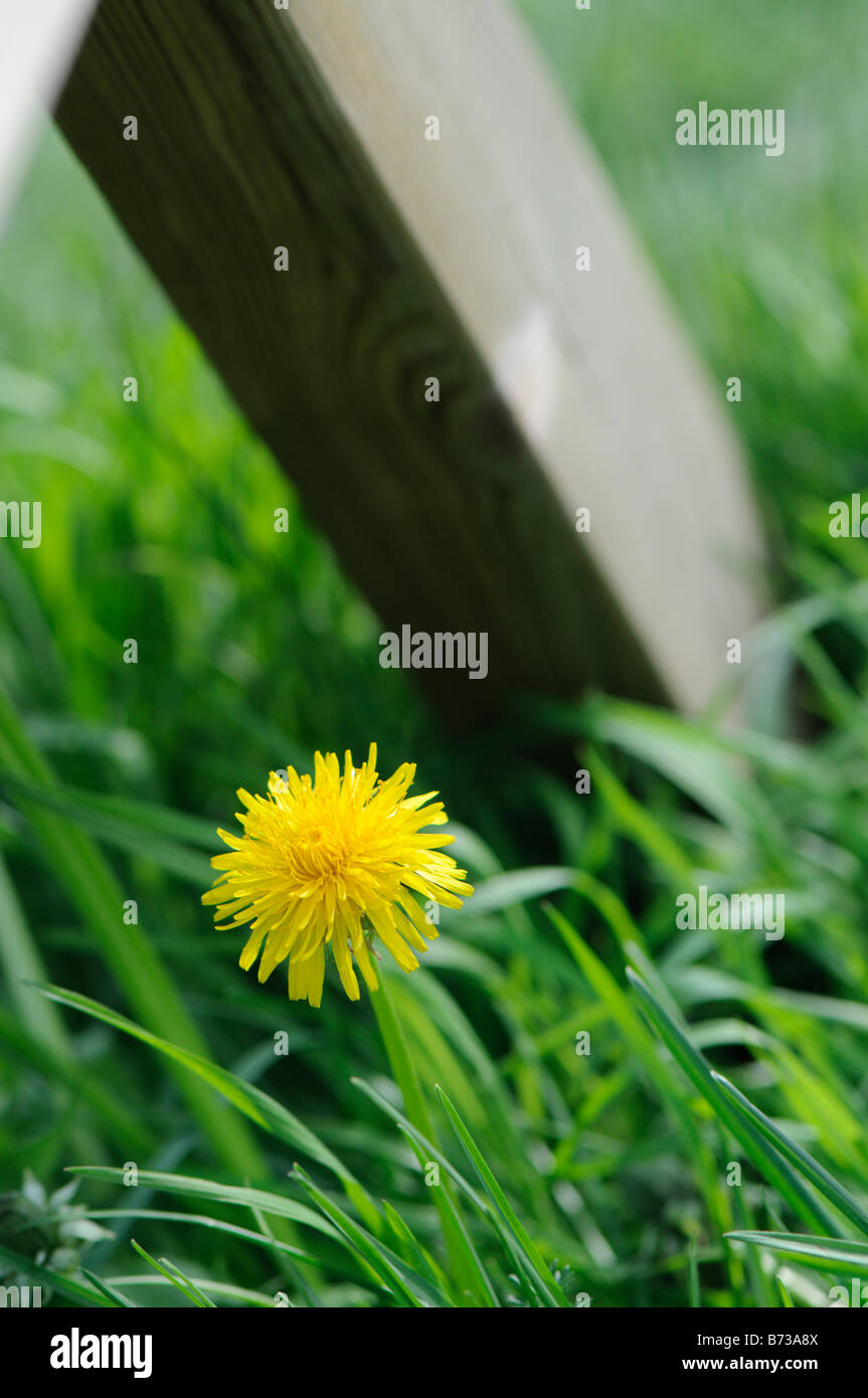 Planta de margarita margarita hi-res stock photography and images - Alamy