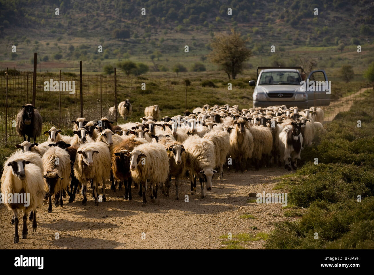 Flock of sheep on the move Omalos plateau Crete Greece Stock Photo - Alamy