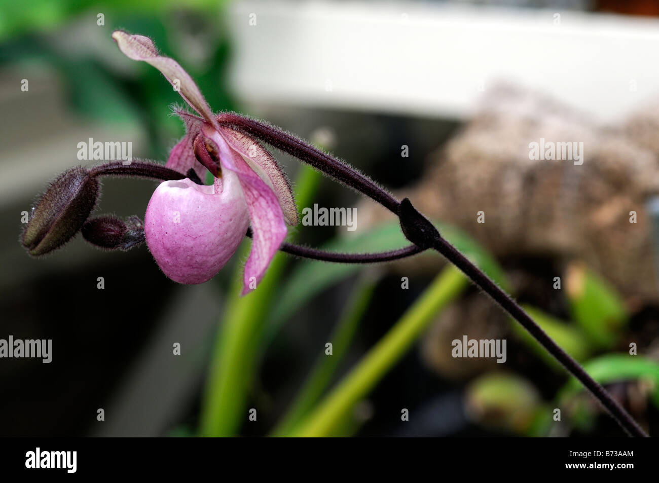 phragmipedium phrag Orchid single pink flower green foliage Lady's ...