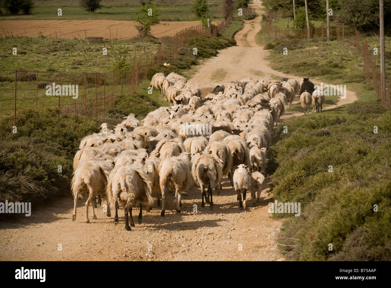 Flock of sheep on the move Omalos plateau Crete Greece Stock Photo - Alamy