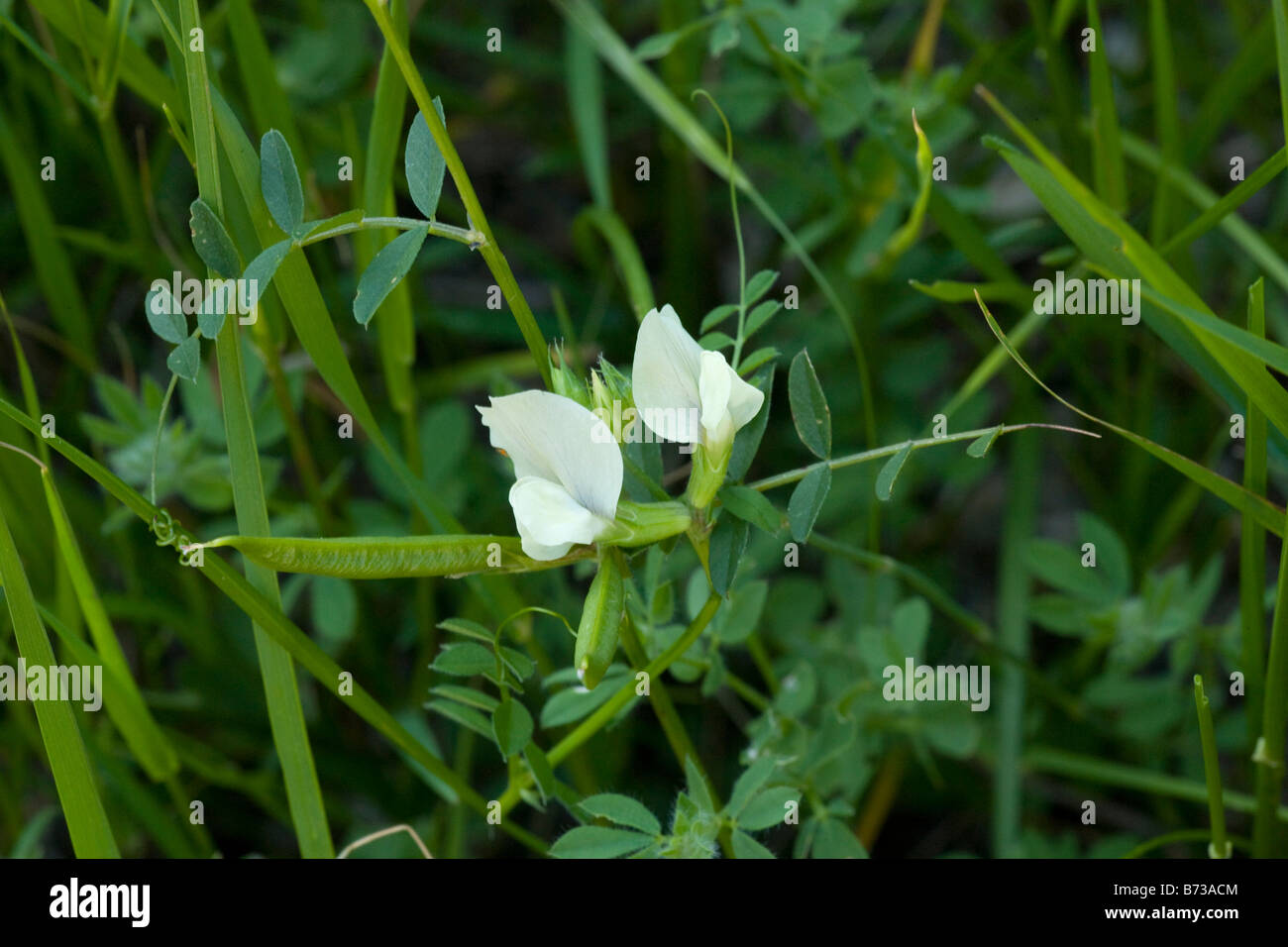Yellow Vetch Vicia lutea in flower Rare in UK Stock Photo - Alamy