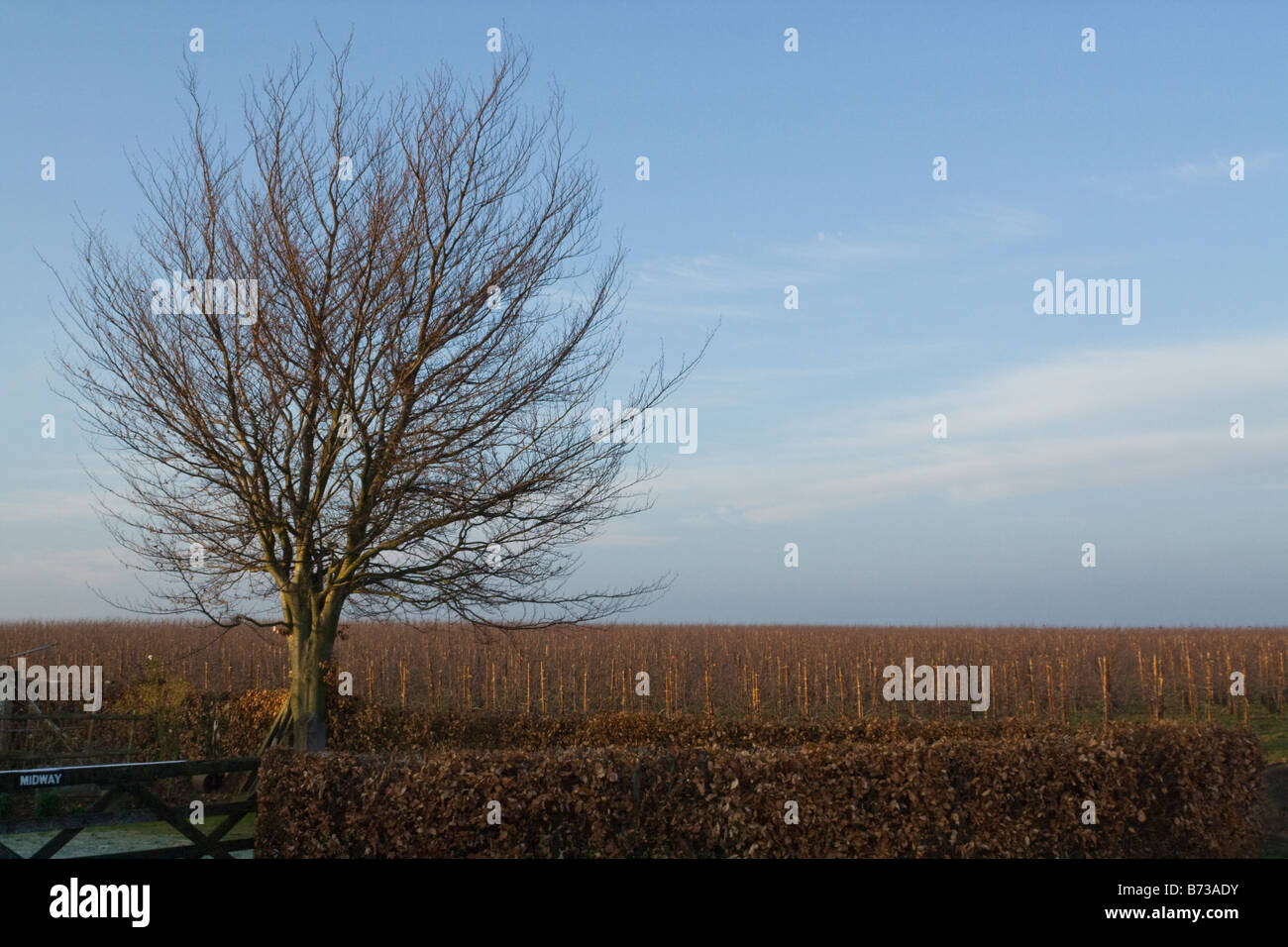 Apple tree farmhouse farm farm hi-res stock photography and images - Alamy